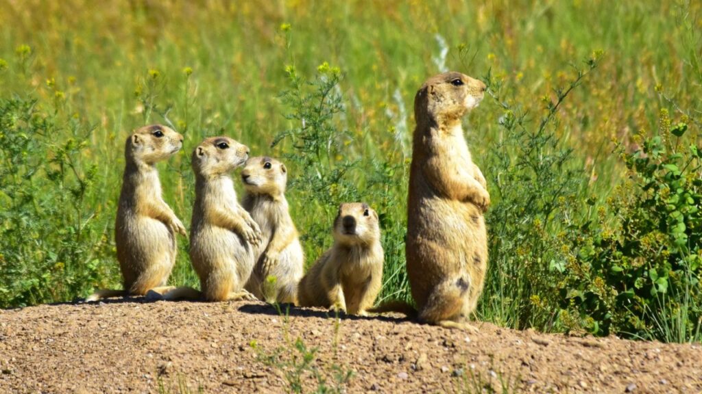 Prairie Dog Guide: Habitat, Behavior, and Conservation